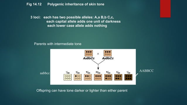polygenic inheritance genetics mendelian.pptx