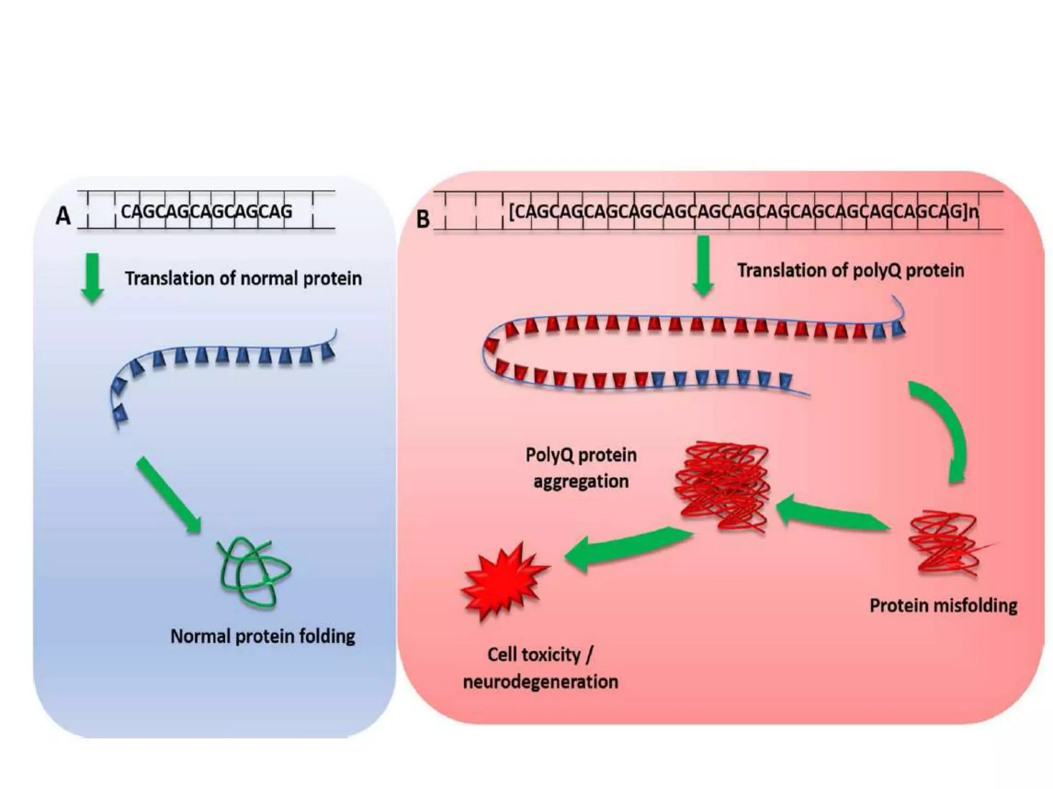 Polyglutaminedisorders | PPT