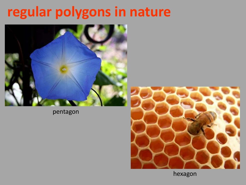 Regular Polygons In Nature