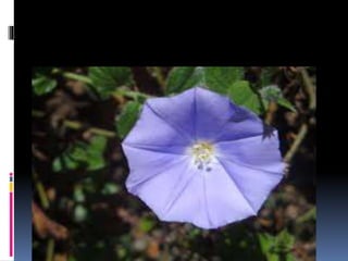 Polygons in nature | PPTX