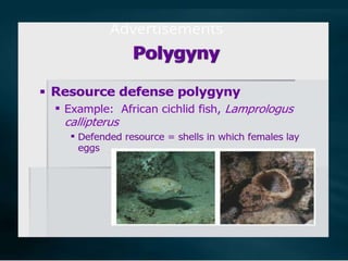 Polygyny | PPT
