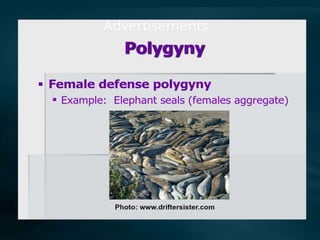 Polygyny | PPT