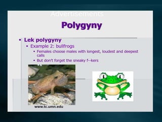 Polygyny | PPTX