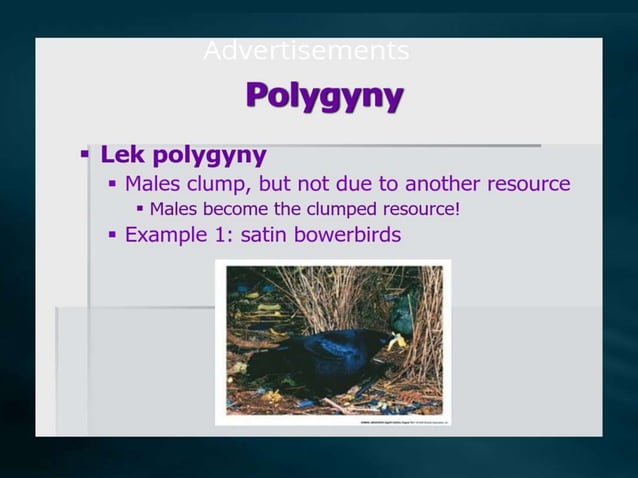 Polygyny | PPTX
