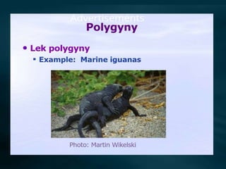 Polygyny | PPT