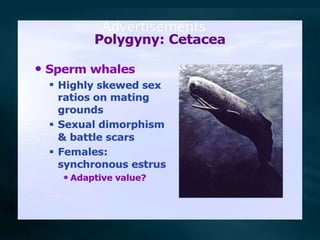 Polygyny | PPT