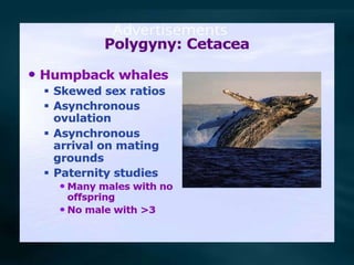 Polygyny | PPT