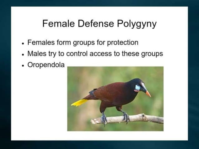 Polygyny | PPT | Free Download