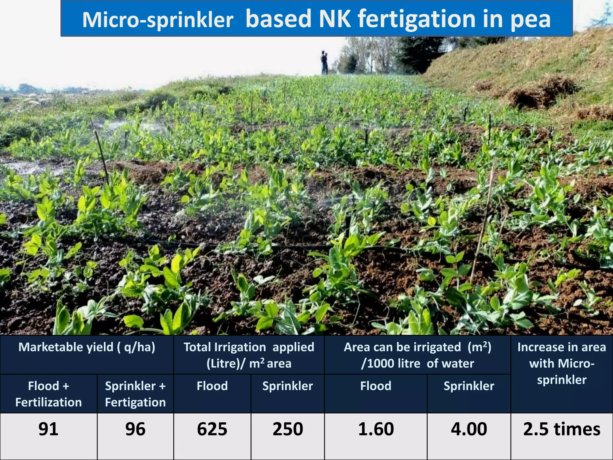 Efficient Irrigation and fertigation in Polyhouse | PPTX