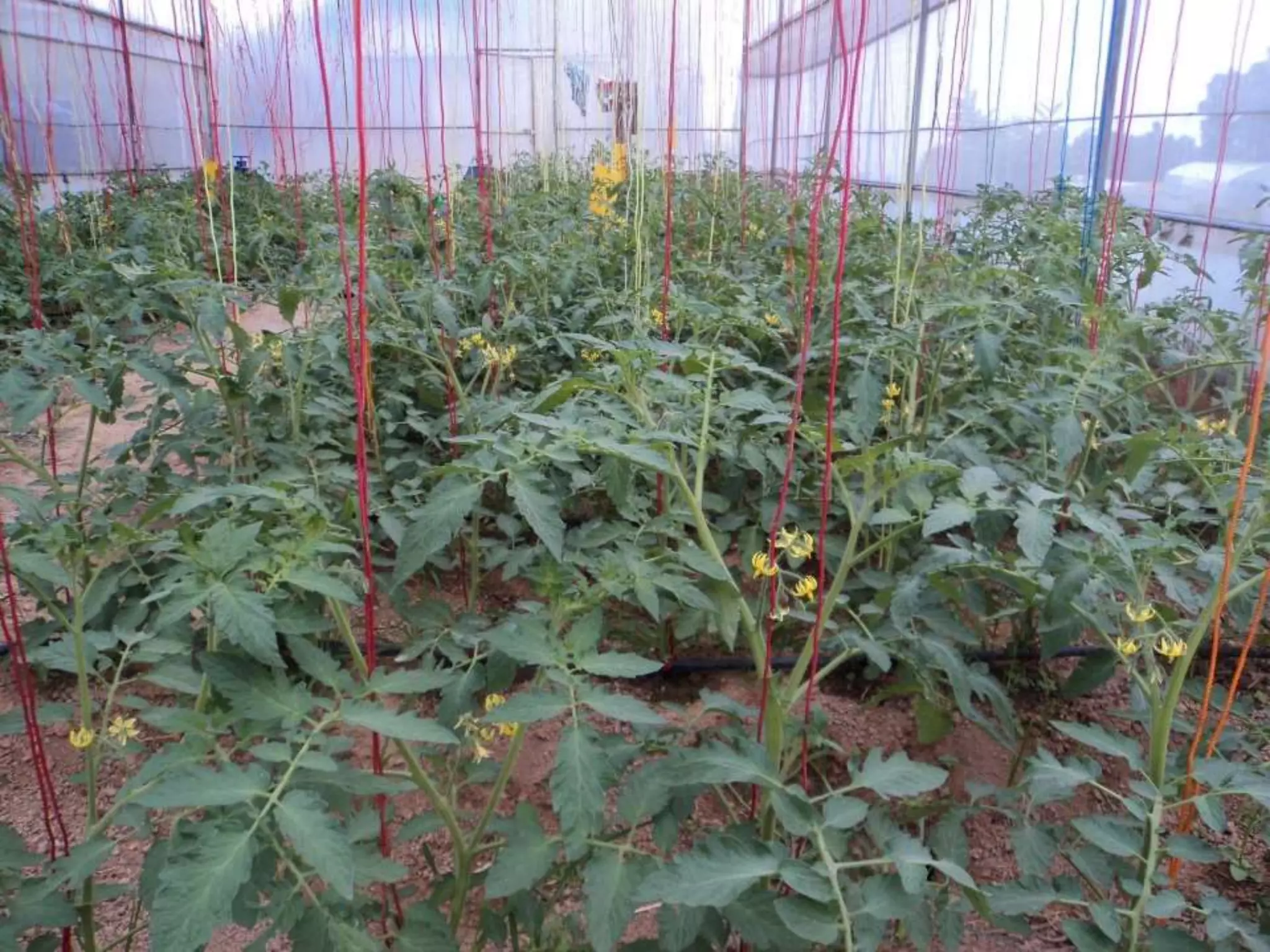 Efficient Irrigation and fertigation in Polyhouse | PPTX