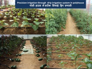 Efficient Irrigation and fertigation in Polyhouse | PPTX