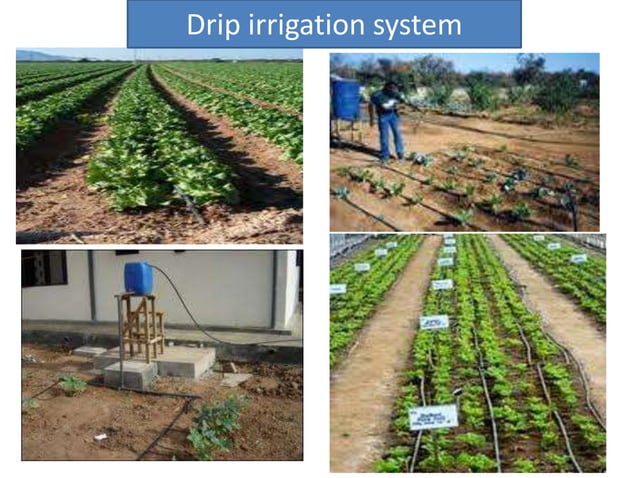 Efficient Irrigation and fertigation in Polyhouse | PPTX