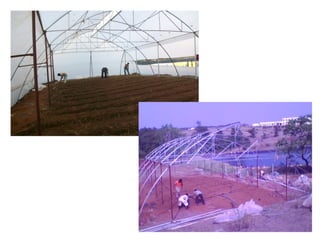Polyhouse technology | PPT