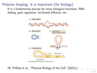Polymer looping: Effects of macromolecular crowding and external ...