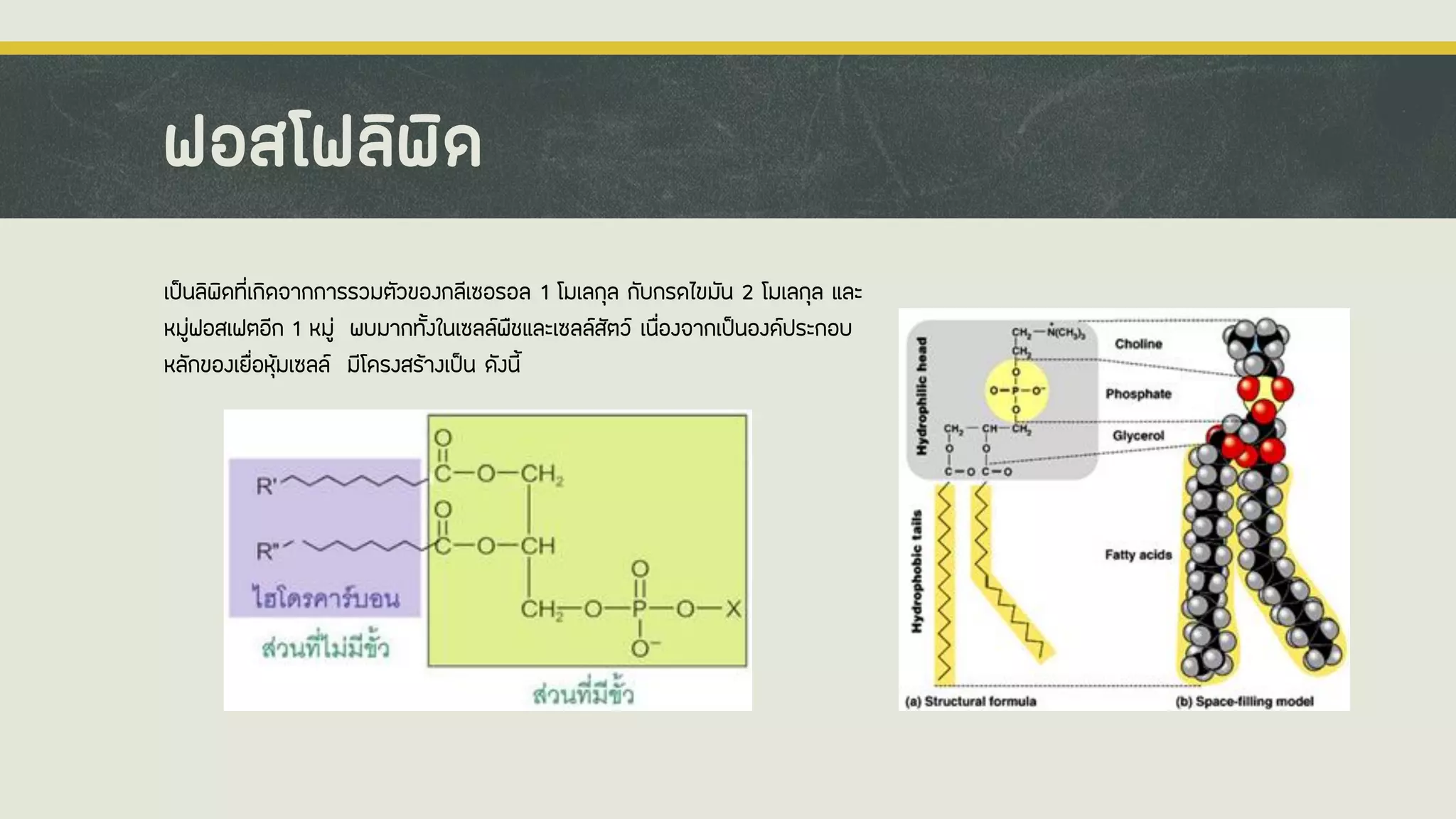 Polymer and lipid | PDF