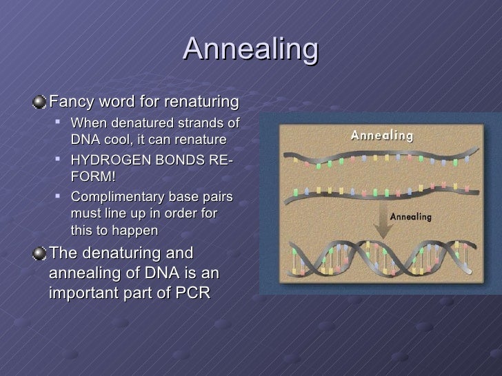 Polymerase Chain Reaction