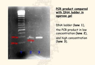 Polymerase Chain Reaction | PPT | Chemistry | Science