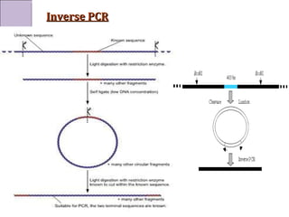 Polymerase Chain Reaction | PPT