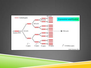 Polymerase chain reaction Rachel Randall | PPTX