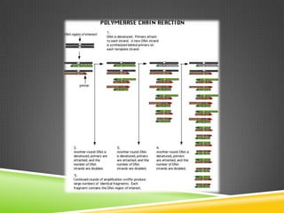 Polymerase chain reaction Rachel Randall | PPTX