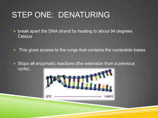 Polymerase chain reaction Rachel Randall | PPTX