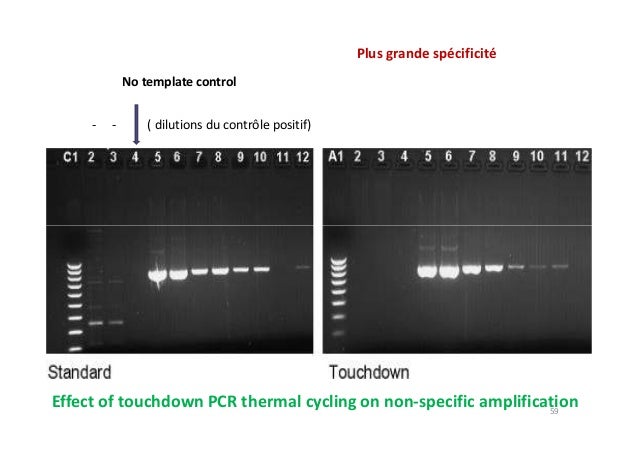 Touchdown pcr vs gradient pcr - portgift