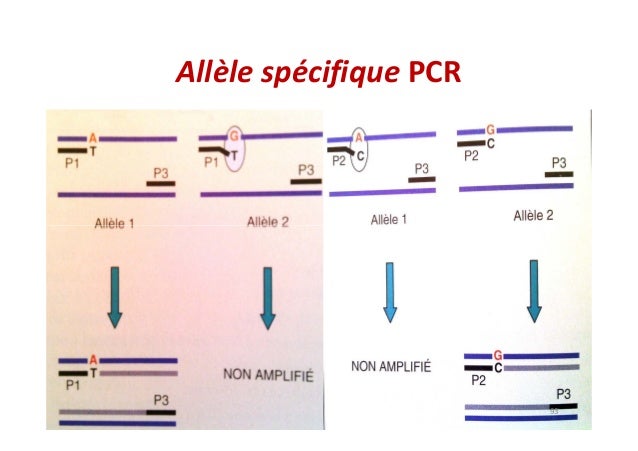 PCR : Polymerase chain reaction : classique et en temps réel