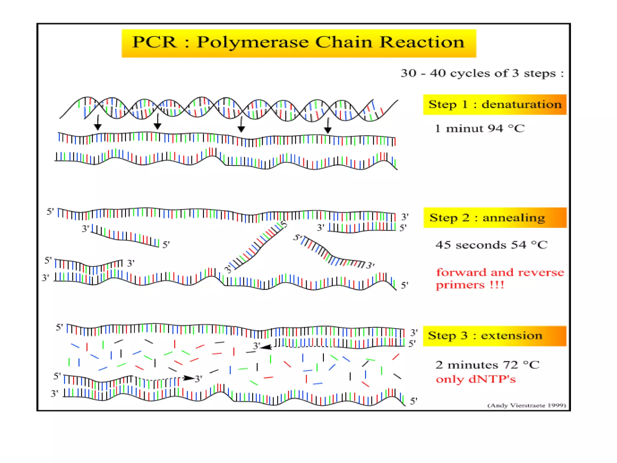 Polymerase chain reaction | PPT