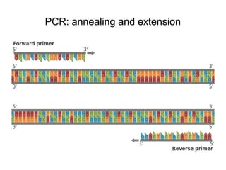 Polymerase chain reaction | PPT