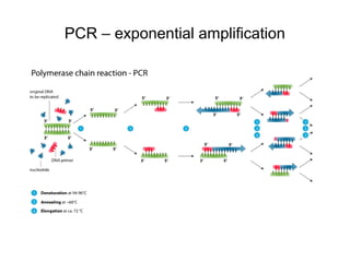 Polymerase chain reaction | PPT