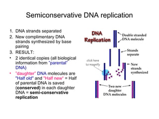 Polymerase chain reaction | PPT