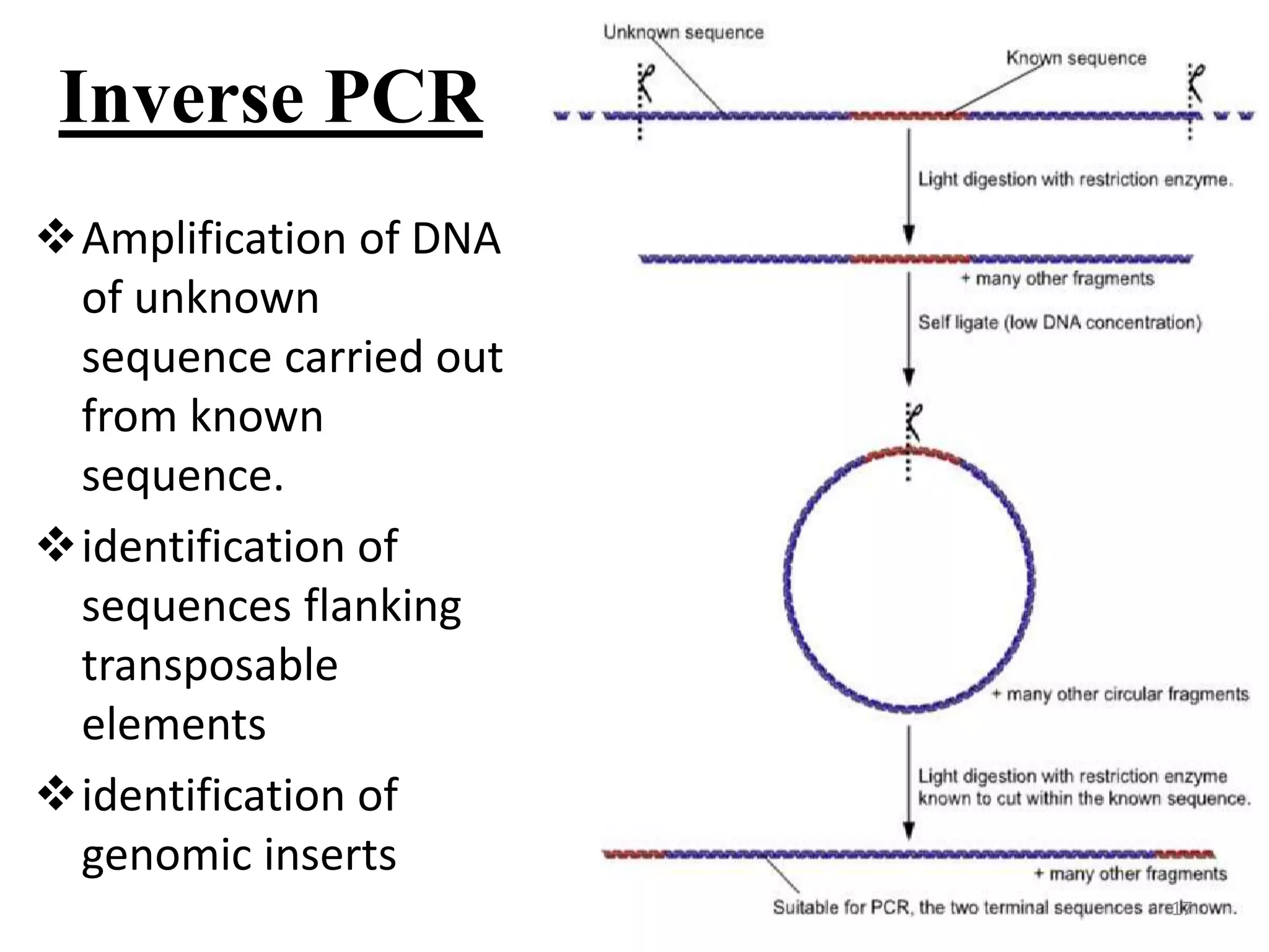 PCR-SlideShare | PPTX