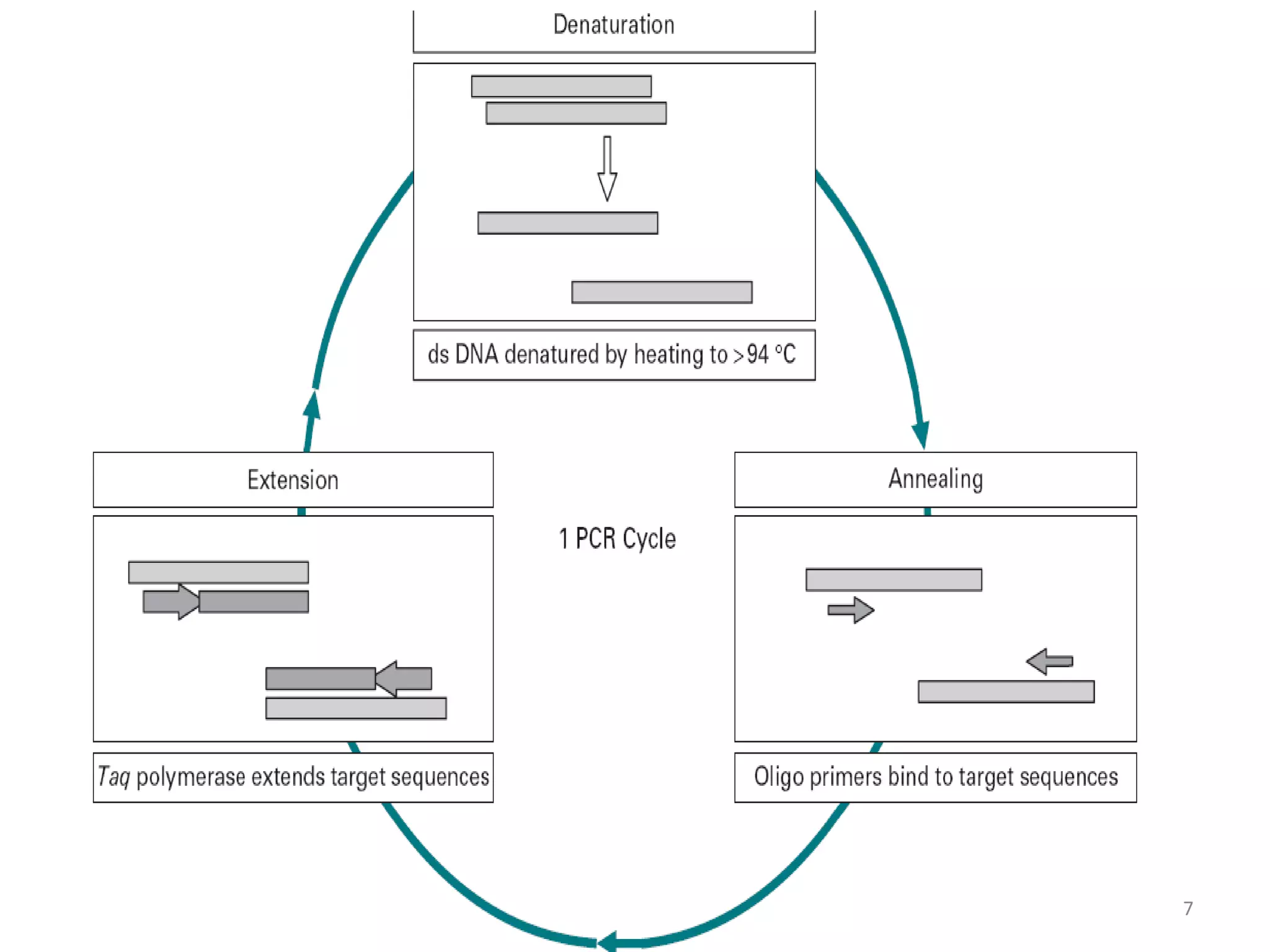 PCR-SlideShare | PPTX