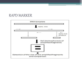 Polymerase chain reaction | PPT