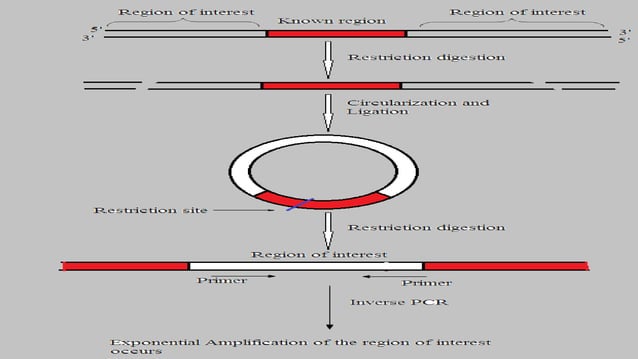 Polymerase chain reaction {PCR} | PPT
