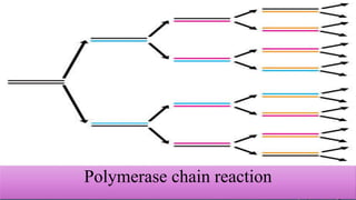 Polymerase chain reaction {PCR} | PPT