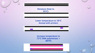 Polymerase chain reaction {PCR} | PPT