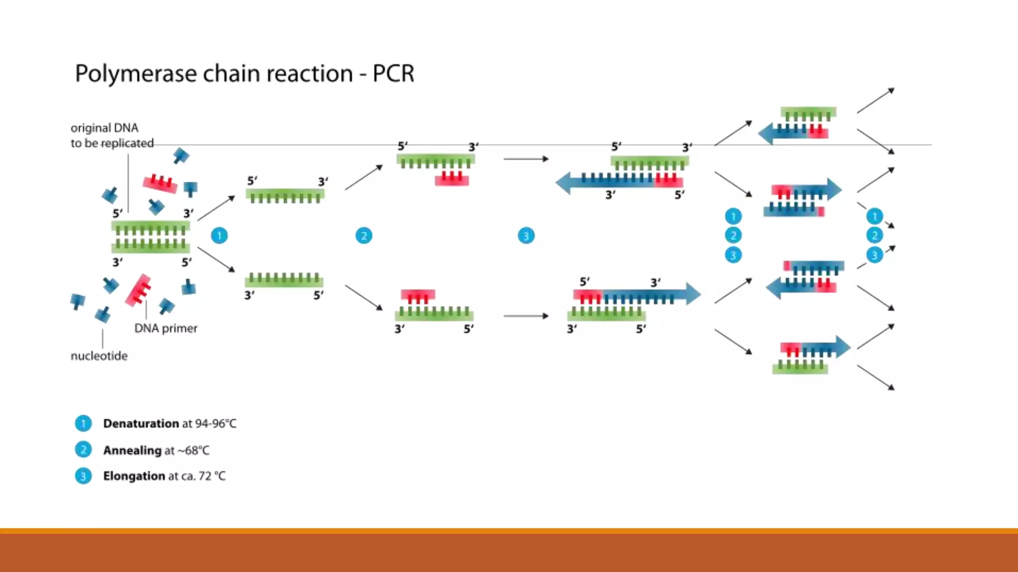 Polymerase chain reaction | PPTX
