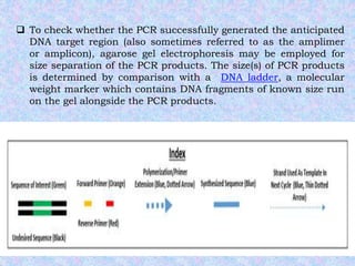 Polymerase chain reaction | PPTX
