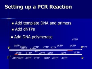 Polymerase Chain Reaction | PPT