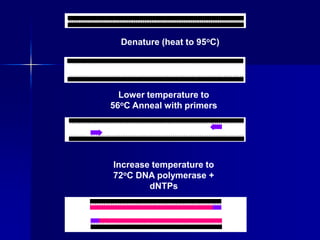 Polymerase Chain Reaction | PPT