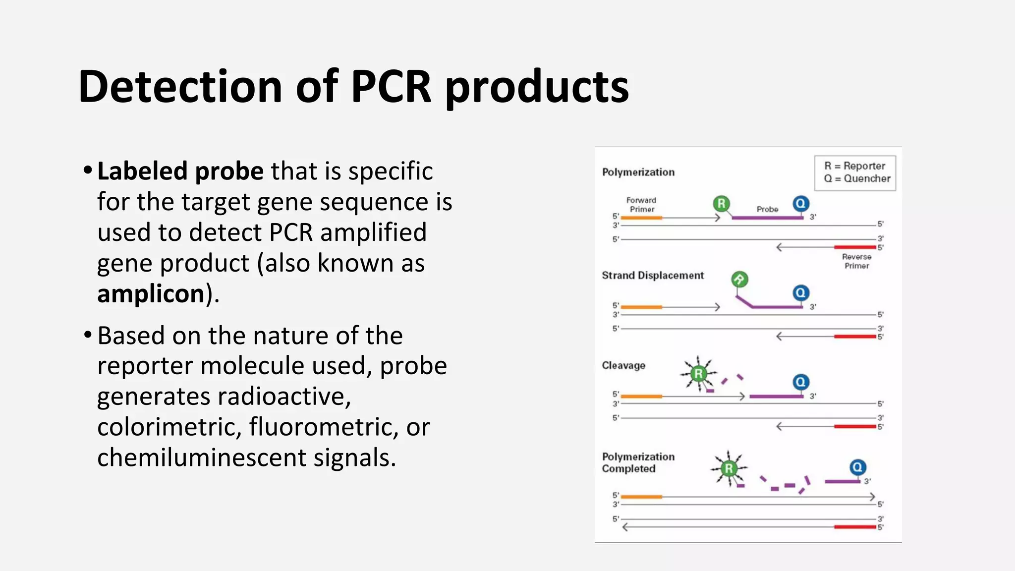Polymerase Chain Reaction- Principle, procedure, and applications of ...