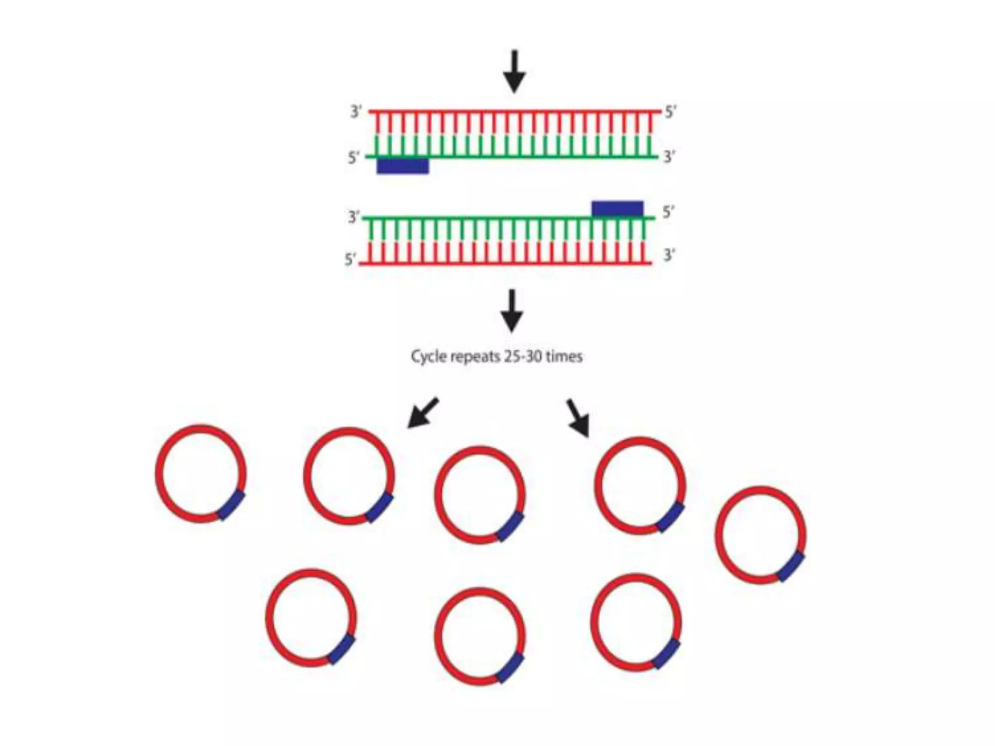 Polymerase Chain Reaction.pptx