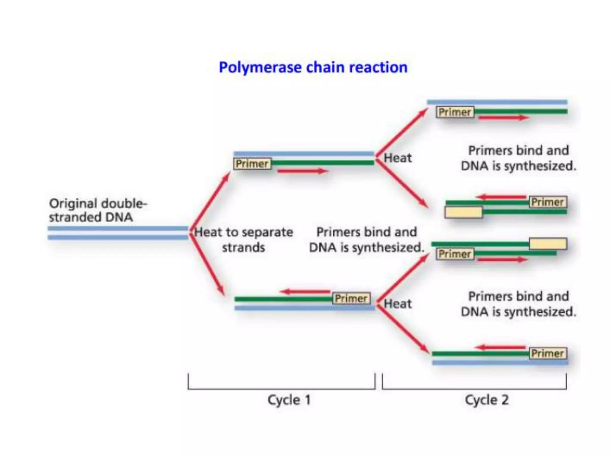 Polymerase Chain Reaction.pptx