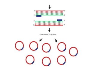 Polymerase Chain Reaction.pptx