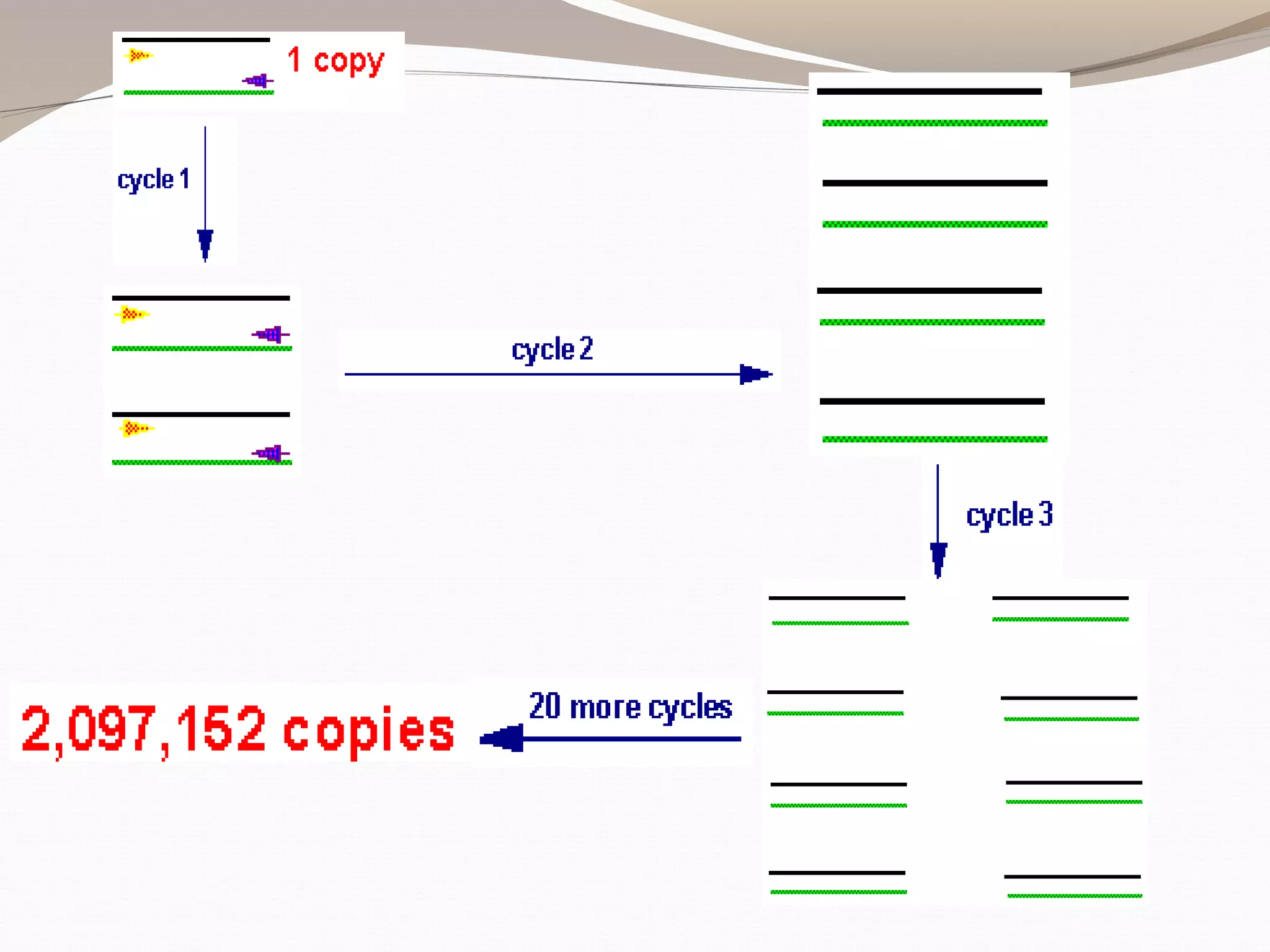 Polymerase chain reaction principles and practice | PPT
