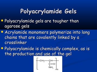 Polymerase chain reaction & electrophoresis | PPT