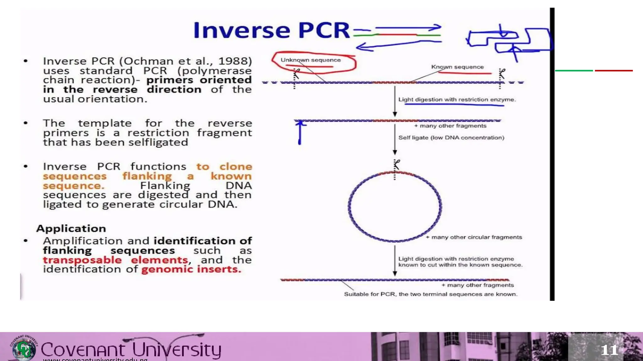 Polymerase Chain Reaction Lecture.pdf