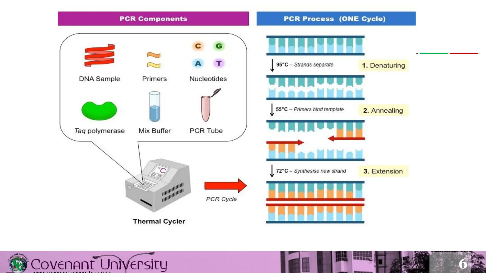 Polymerase Chain Reaction Lecture.pdf