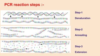 Polymerase chain reaction (pcr) | PPT